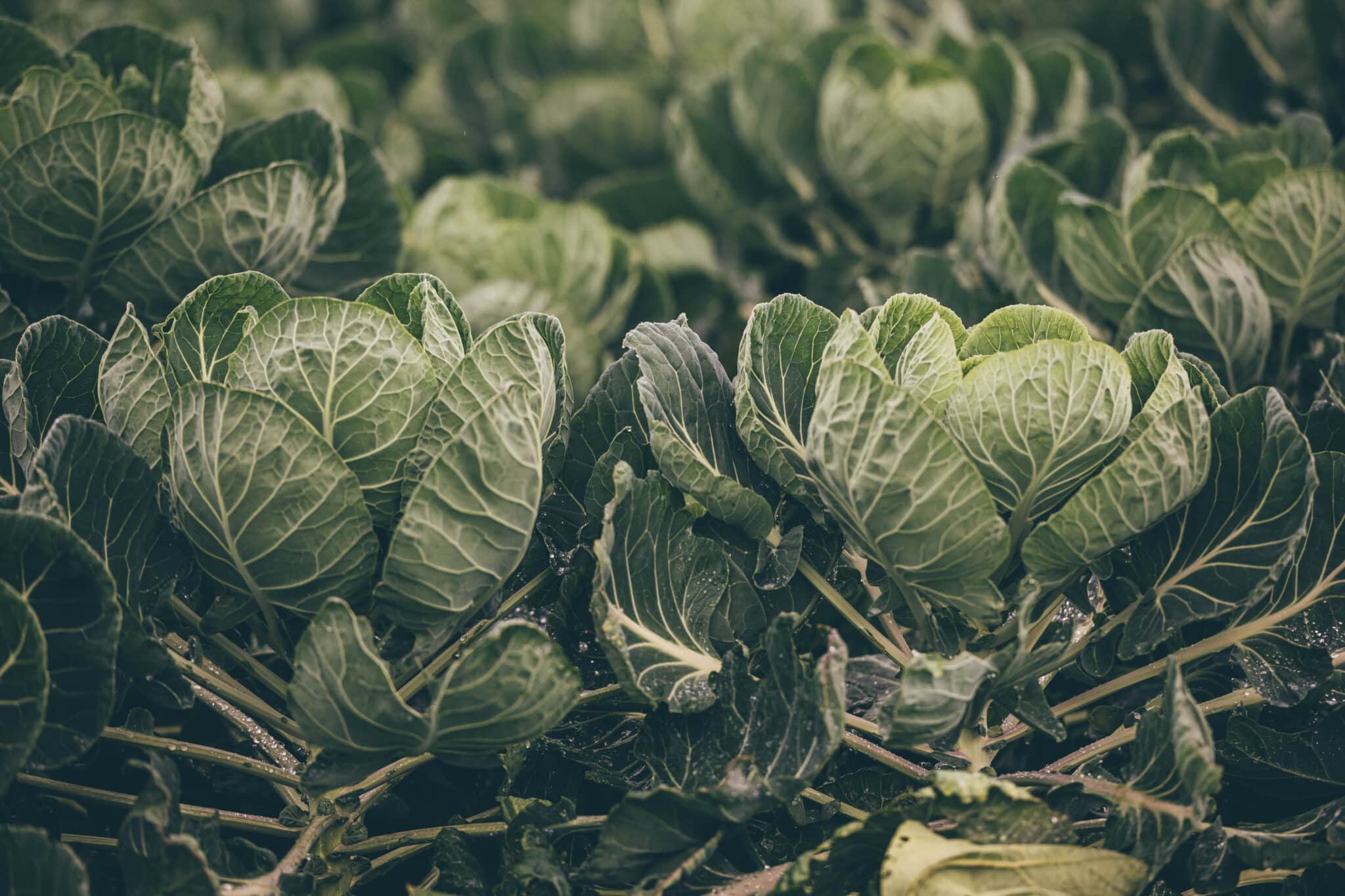 Local Sprouts being served on Christmas Day in Carmarthenshire’s Care ...